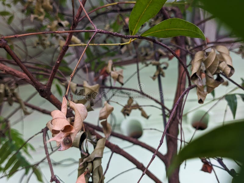 A Withered and Dry Leaves Still Hanging from the Tree Stock Photo ...
