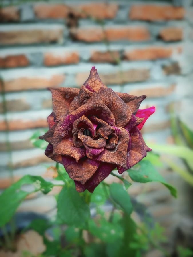 Withered and Dry Red Roses on the Tree. Stock Photo - Image of withered ...