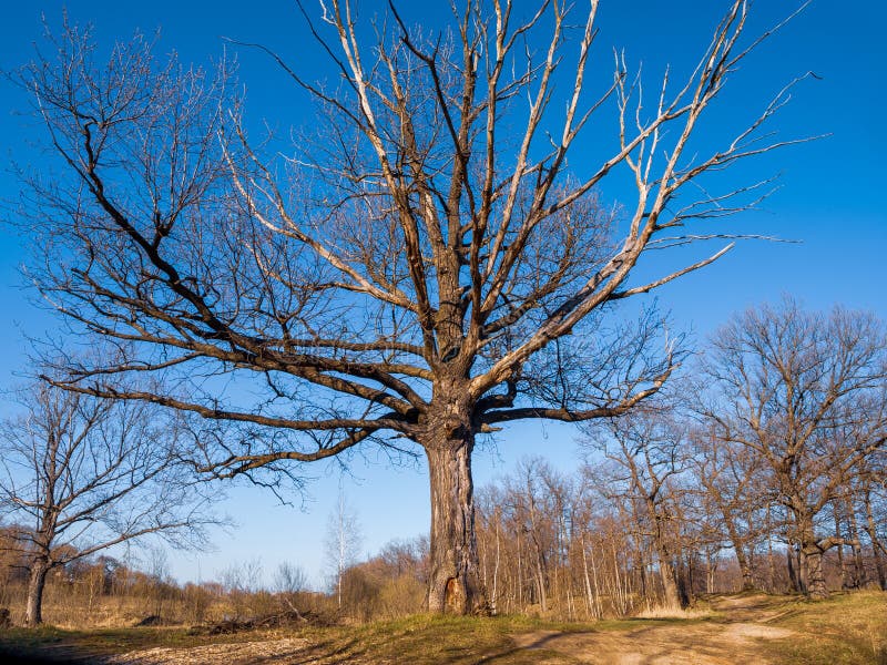 Sherlock Corner Stock Photos - Free & Royalty-Free Stock Photos from ...