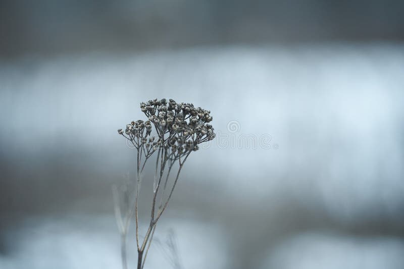 Withered Field Bush in the Middle of Winter with Blurred Background ...