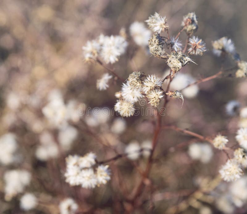 Withered Field Flower, and Selective Focus Stock Image - Image of ...