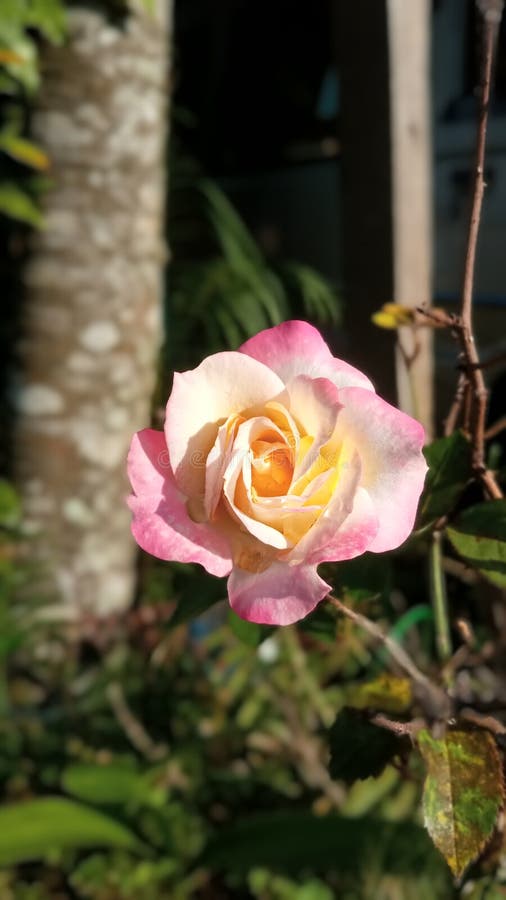 A Withered Flower and Alone Stock Image - Image of petal, alone: 262874879