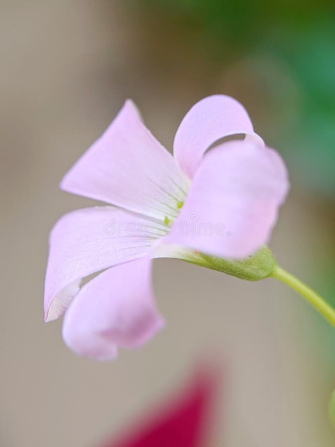Withered Flower Blooms Again Stock Image - Image of flower, beauty ...
