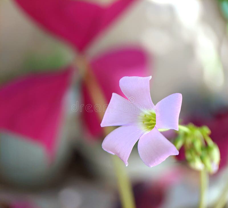 Withered Flower Blooms Again 5 Stock Photo - Image of yellow, leaf ...