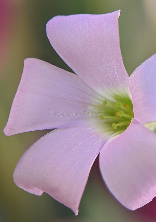 Withered Flower Blooms Again 4 Stock Photo - Image of plant, blossom ...