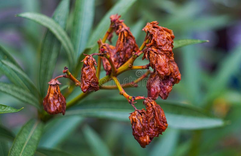 Withered flower buds stock image. Image of white, petal - 261904939