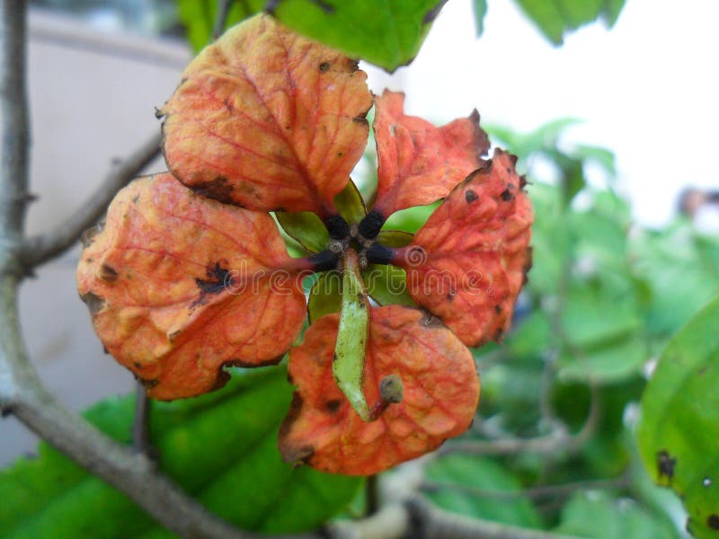 Withered flower stock image. Image of nature, withered - 68246841