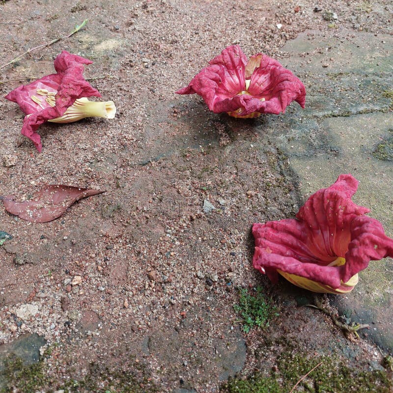 Withered Flower that Fell on the Ground Stock Photo - Image of petal ...