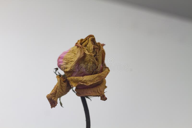 A withered flower stock image. Image of lighting, design - 250551259