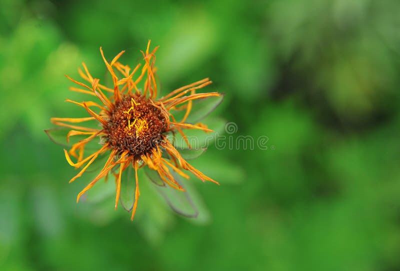 Withered Flower on a Green Background. Stock Image - Image of fresh ...
