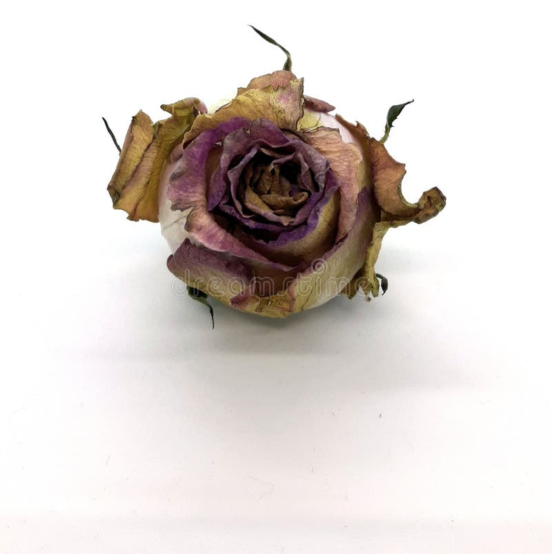 Withered flower stock photo. Image of stillife, purple - 102929186