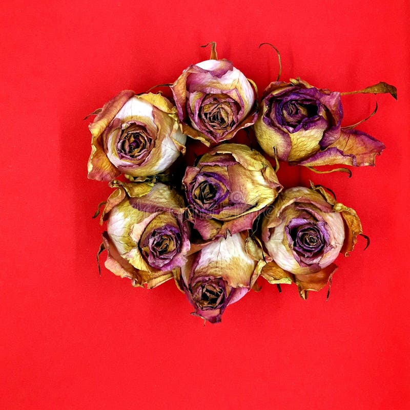 Withered flower stock photo. Image of flowers, white - 102929196