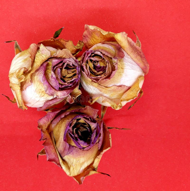 Withered flower stock image. Image of rose, bouquet - 102929627
