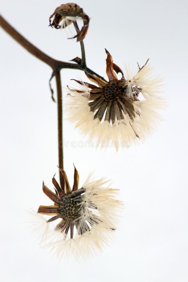 Withered Flower with Seeds in Snow Stock Image - Image of ivory ...