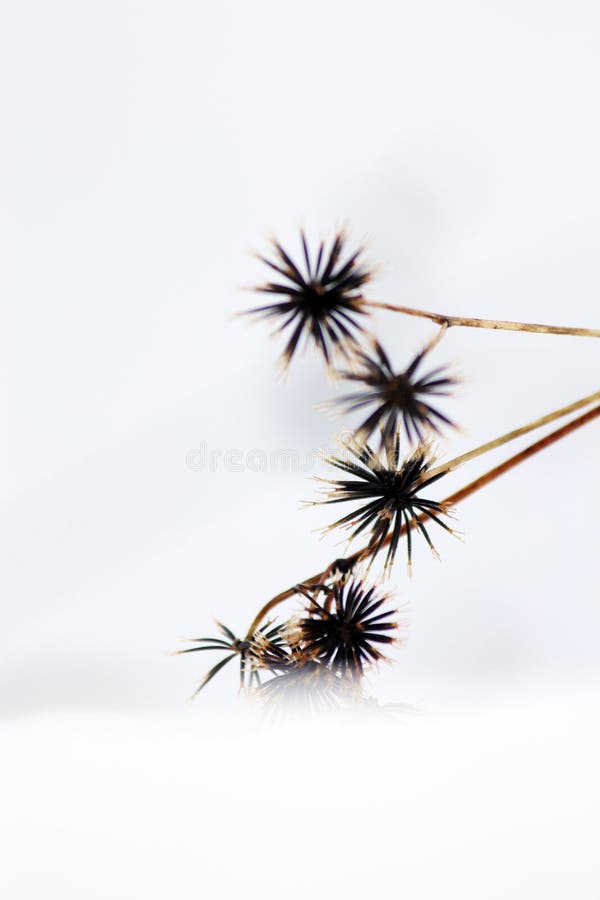 Withered Flower with Seeds in Snow Stock Image - Image of stem, hairy ...