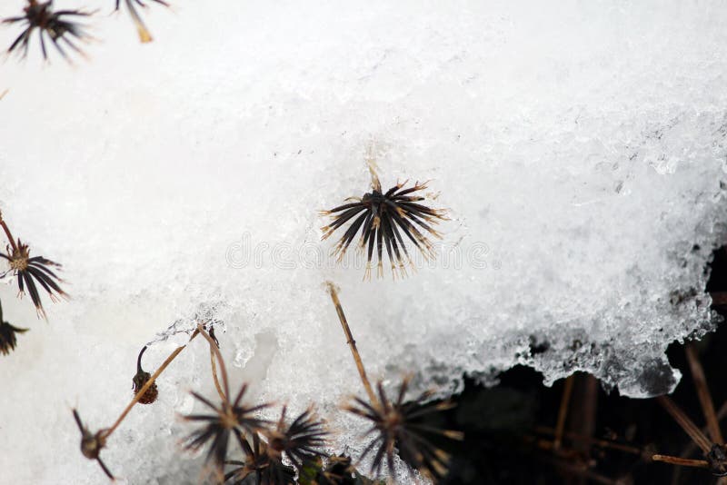 Withered flower in snow stock photo. Image of brown, winter - 67322222