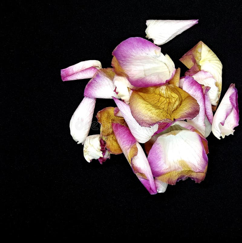 Withered flower stock image. Image of rose, bouquet - 102929627