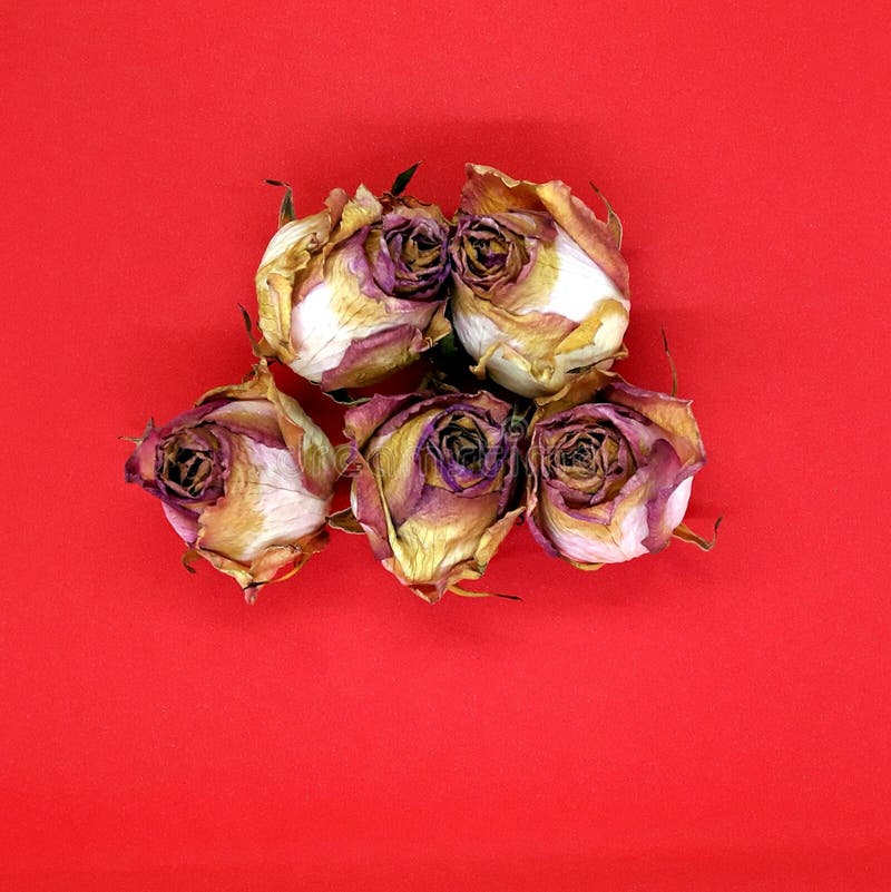 Withered flower stock photo. Image of petals, garden - 102929388