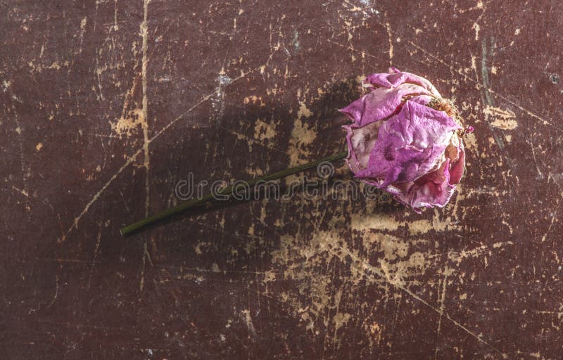 Withered flower stock photo. Image of wither, wilted - 50727436