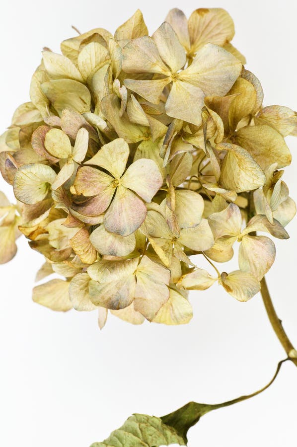 Withered flowers stock image. Image of flower, fragile - 10492439