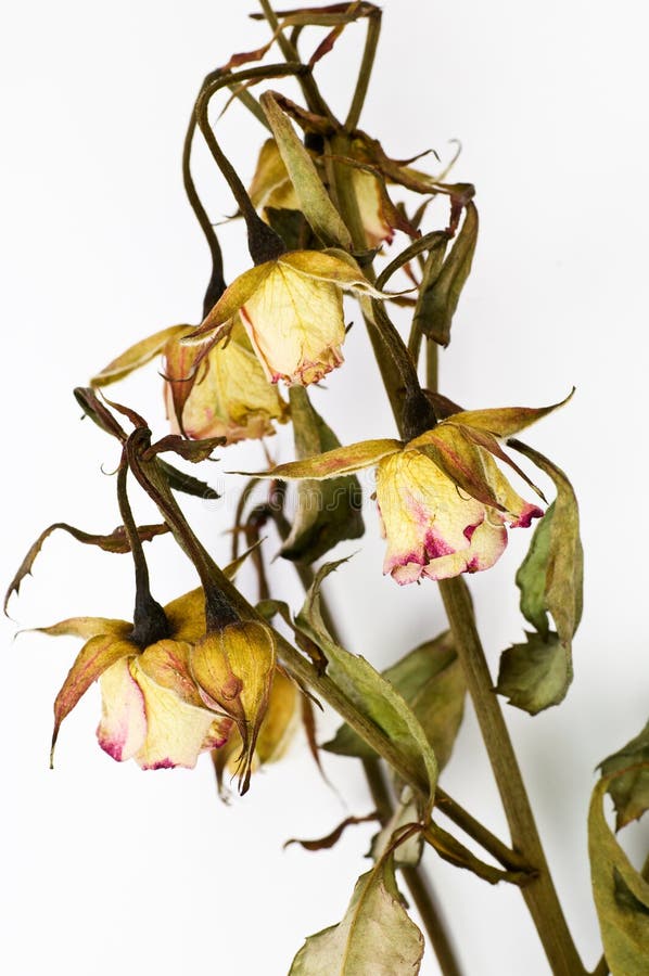 Withered flowers stock photo. Image of single, withered - 10492444