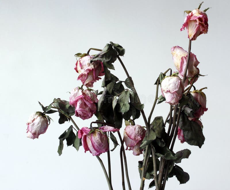 Withered flowers stock image. Image of flowers, wither - 28476875