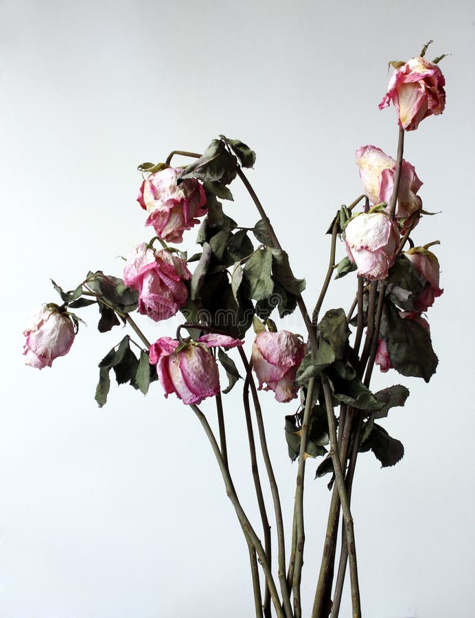Withered flowers stock image. Image of flowers, withered - 28550429