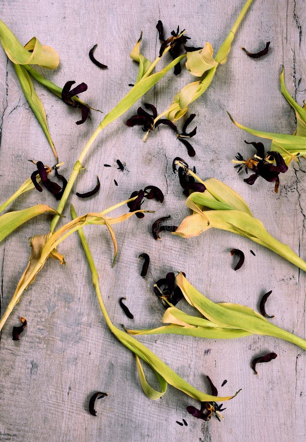 Withered Flowers Background Stock Photo - Image of leaf, bouquet: 212497196