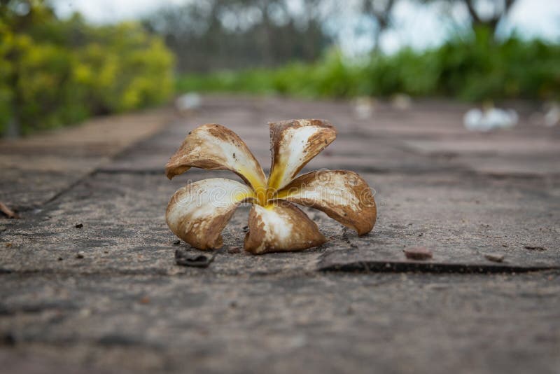 Withered flowers. stock photo. Image of plant, tree, fall - 84102600
