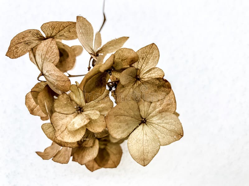 Withered flowers stock photo. Image of flowers, snow - 133886018