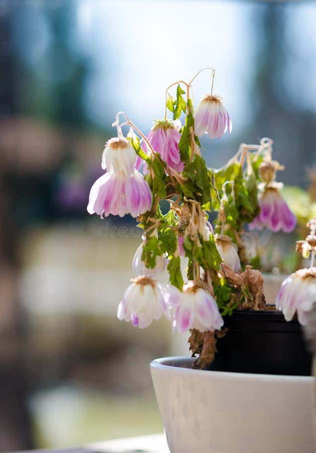 Withered flowers stock photo. Image of flower, nature - 29769852