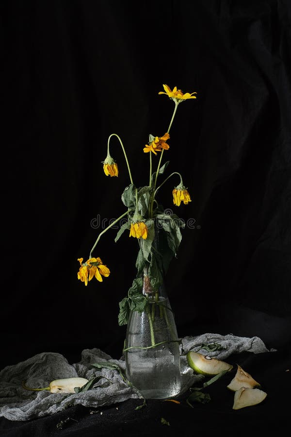 Withered Flowers in a Vase on a Black Background. Stock Image - Image ...