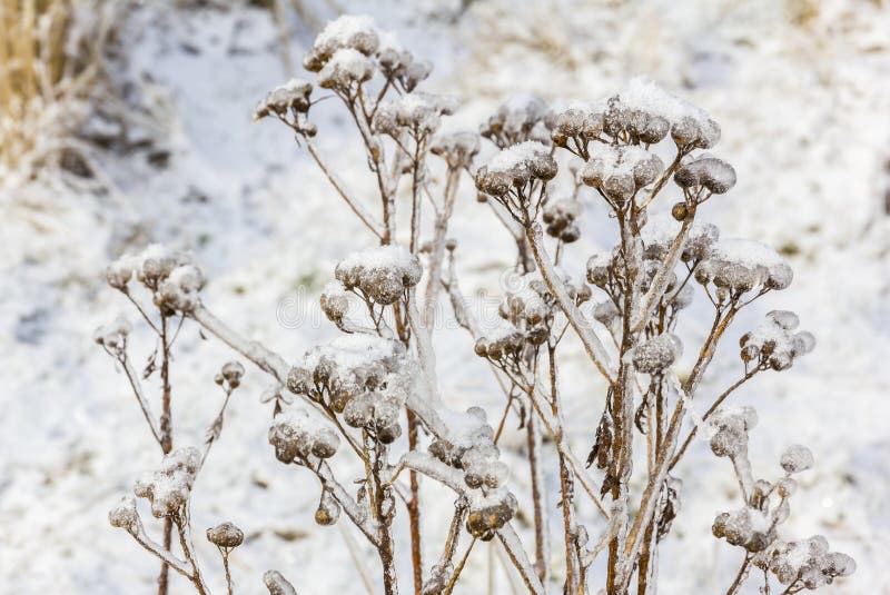 Withered Flowers in Winter Covered with Ice and Snow Stock Image ...