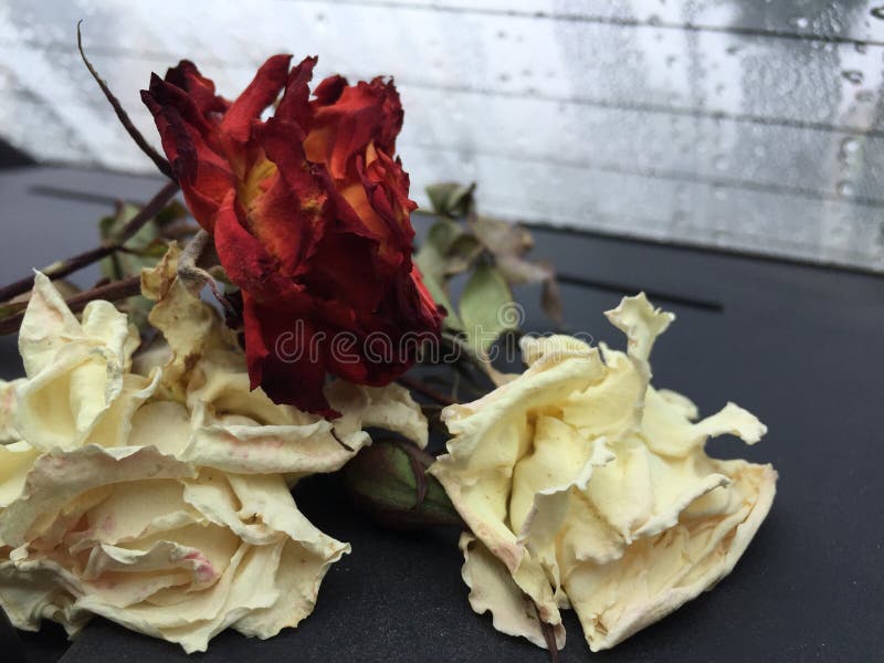 Withered flowers stock photo. Image of nature, withered - 165167294