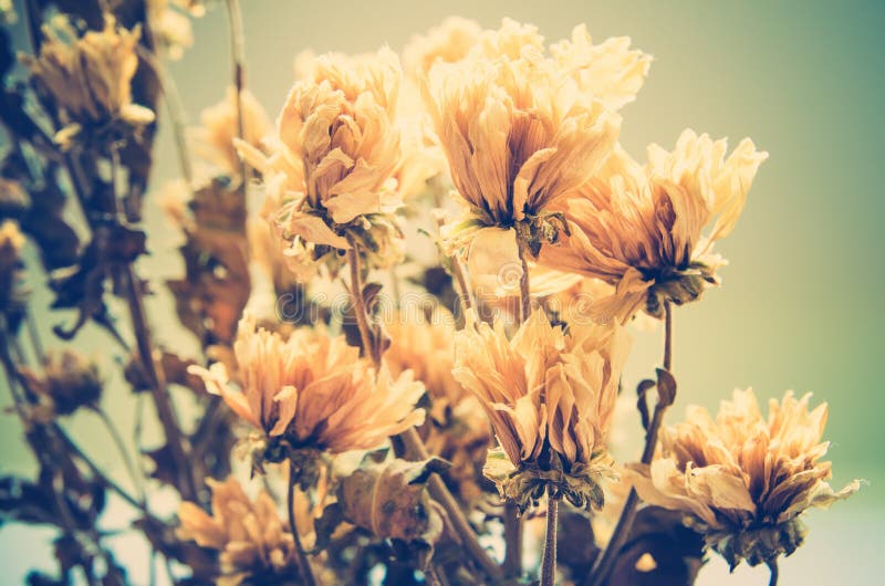 Withered flowers stock photo. Image of bouquet, decoration - 157930718