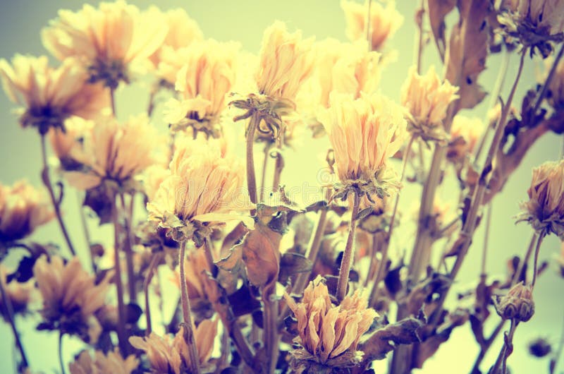 Withered flowers stock image. Image of stem, wilted - 159836293