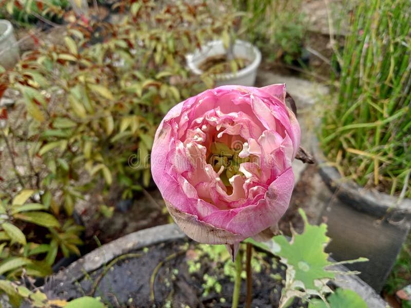 Withered Flowers in the Yard of the House Stock Image - Image of ...