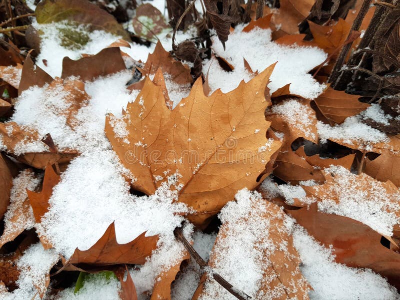 Withered Foliage Covered with Snow. One Maple Leaf in Center. First ...
