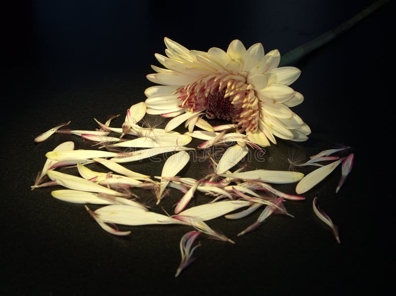 Dead Gerbera Daisy stock image. Image of withered, wither - 18973617