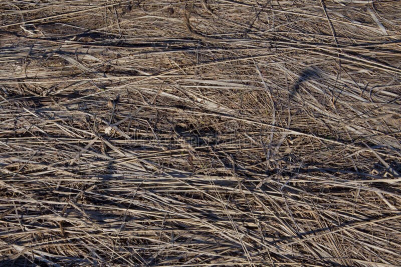 Withered grass Background stock image. Image of withered - 116660467