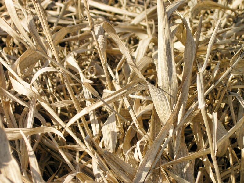 Field Of Withered Corn On A Sunny Warm Day In Africa Stock Image ...