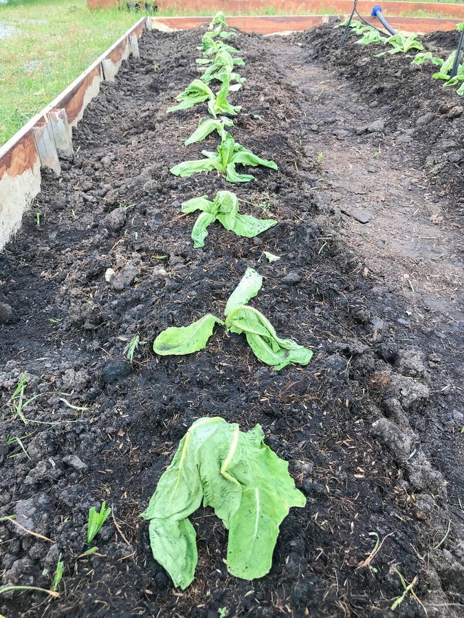 Withered Green Oak Lettuce Vegetable Stock Photo - Image of cultivated ...