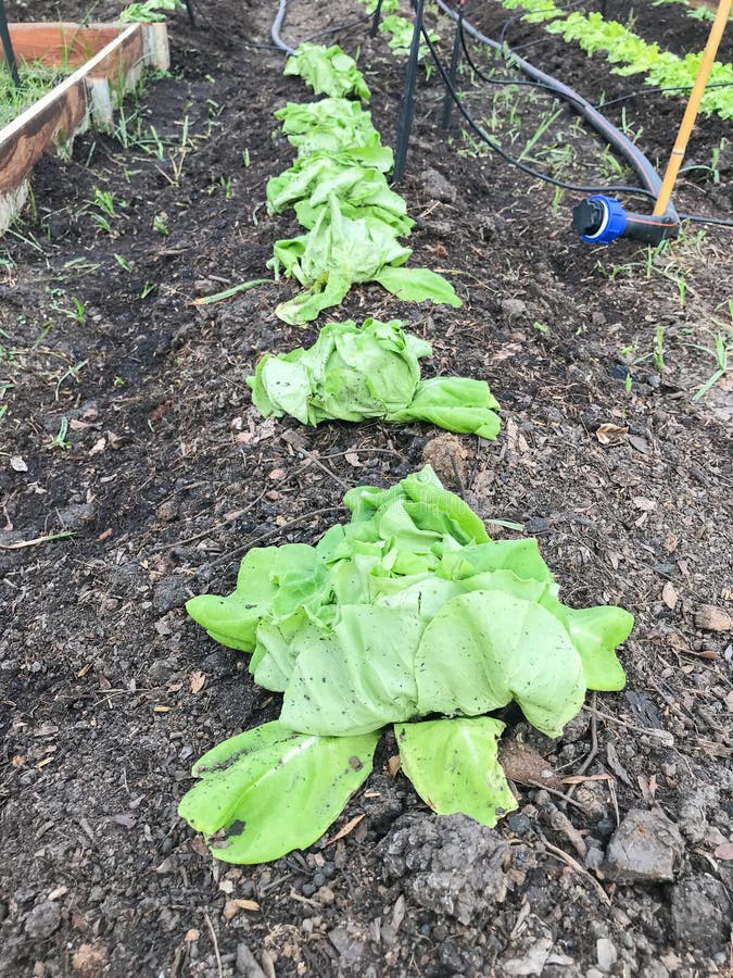 Withered Green Oak Lettuce Vegetable Stock Photo - Image of dirt ...