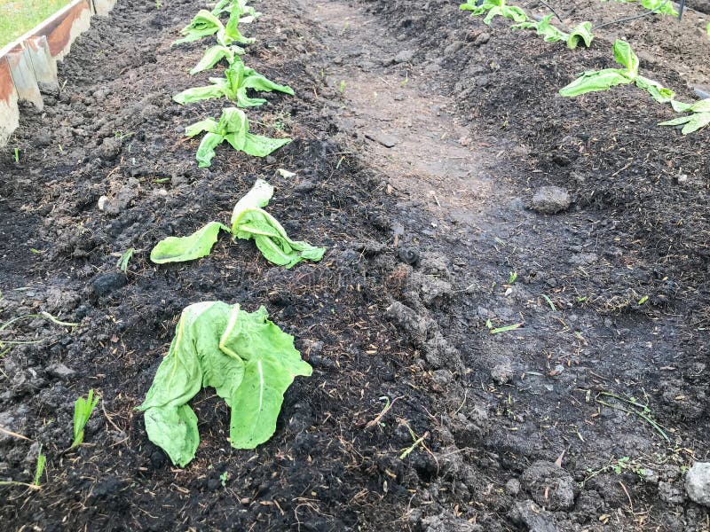 Withered Green Oak Lettuce Vegetable Stock Photo - Image of lettuce ...