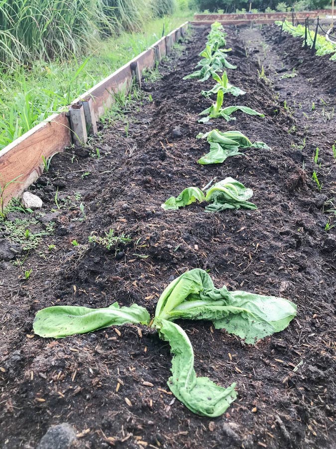 Withered Green Oak Lettuce Vegetable Stock Image - Image of field, leaf ...