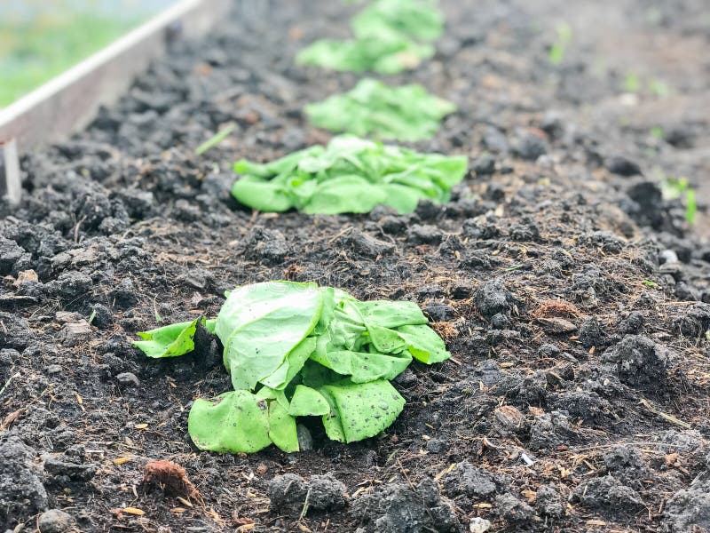 Withered Green Oak Lettuce Vegetable Stock Photo - Image of food ...