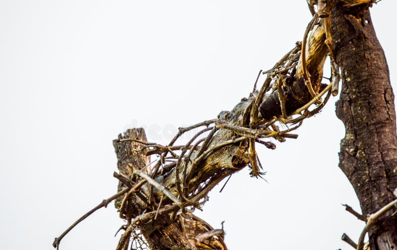 Withered grapevines stock image. Image of forbidding - 99260021