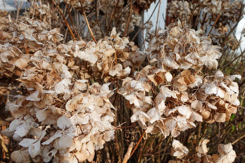 Withered Hydrangeas in Winter Sun Stock Photo - Image of dreamy ...