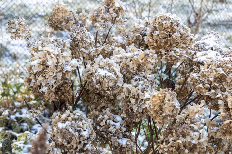 The Withered Inflorescences of a Hydrangea are Covered with Snow. Stock ...