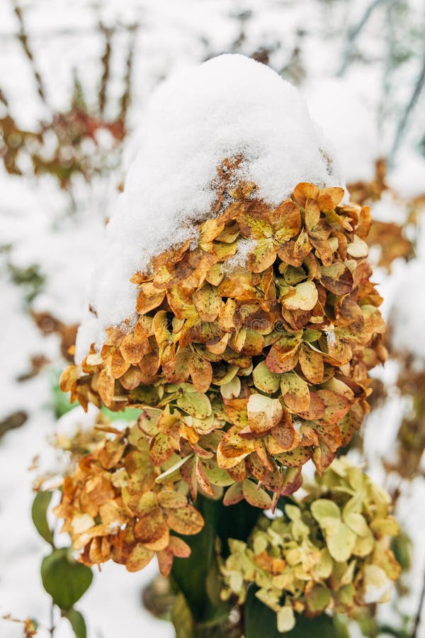 The Withered Inflorescences of a Hydrangea are Covered with Snow. Stock ...